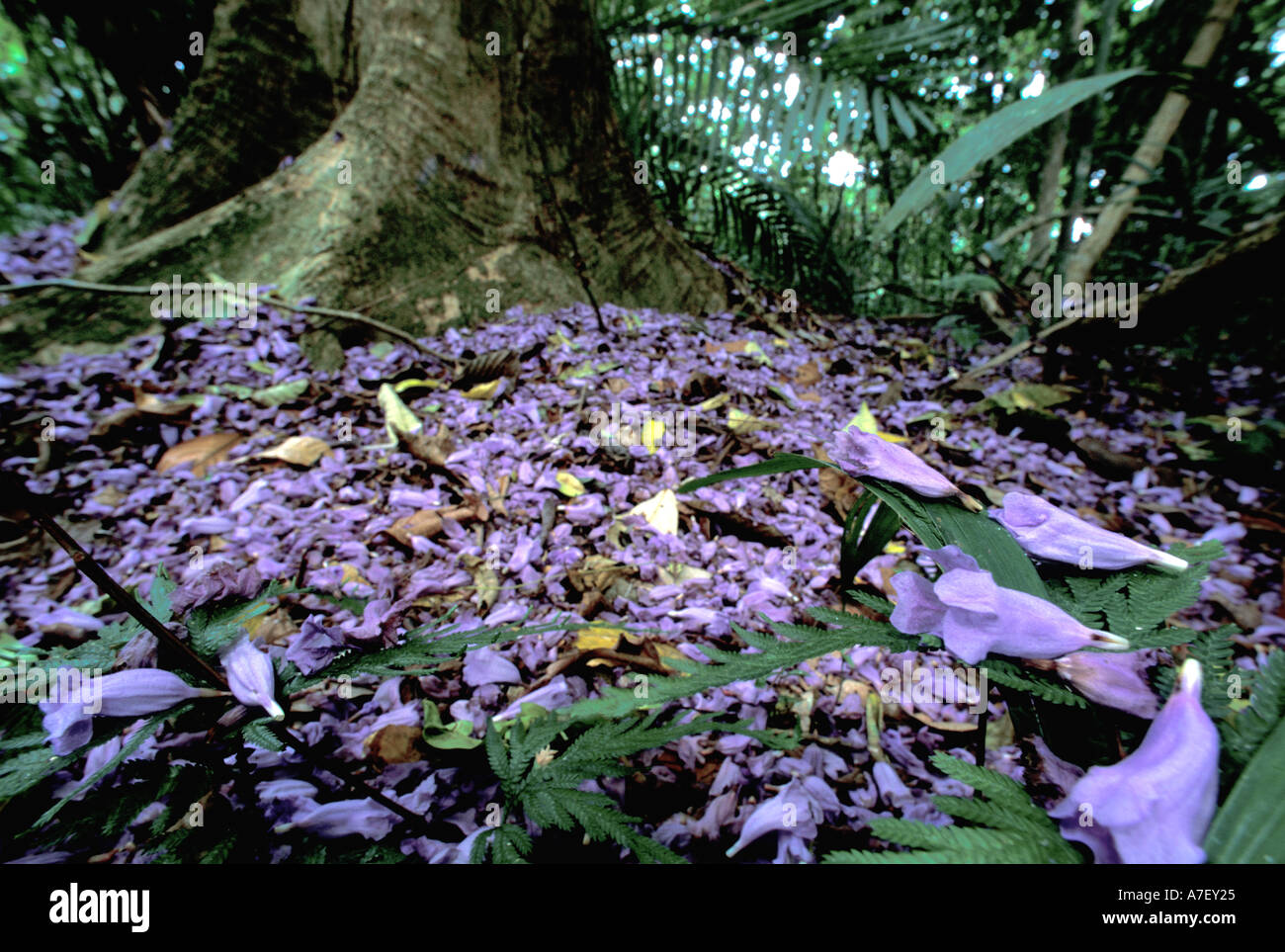 Central America, Panama, Barro Colorado Island. Purple flowers on ...