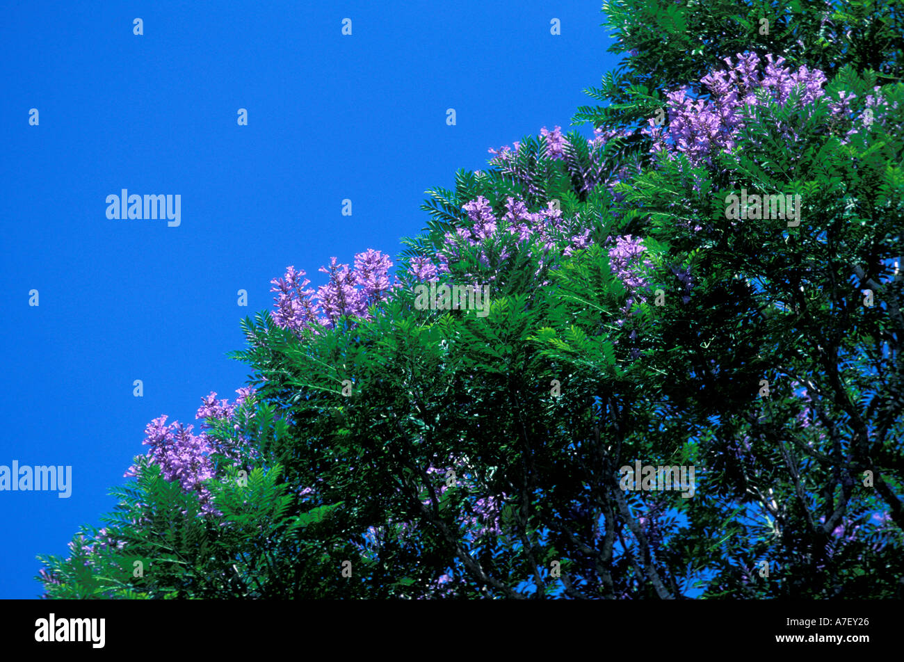 Central America, Panama, Barro Colorado Island. Purple flowers in tree ...