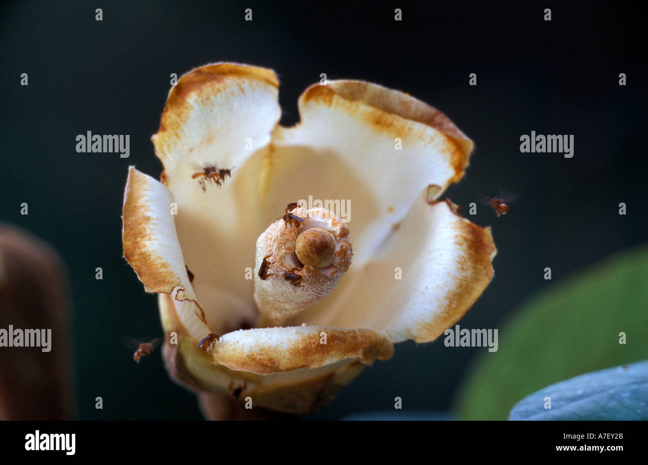 Balsa tree hi-res stock photography and images - Alamy