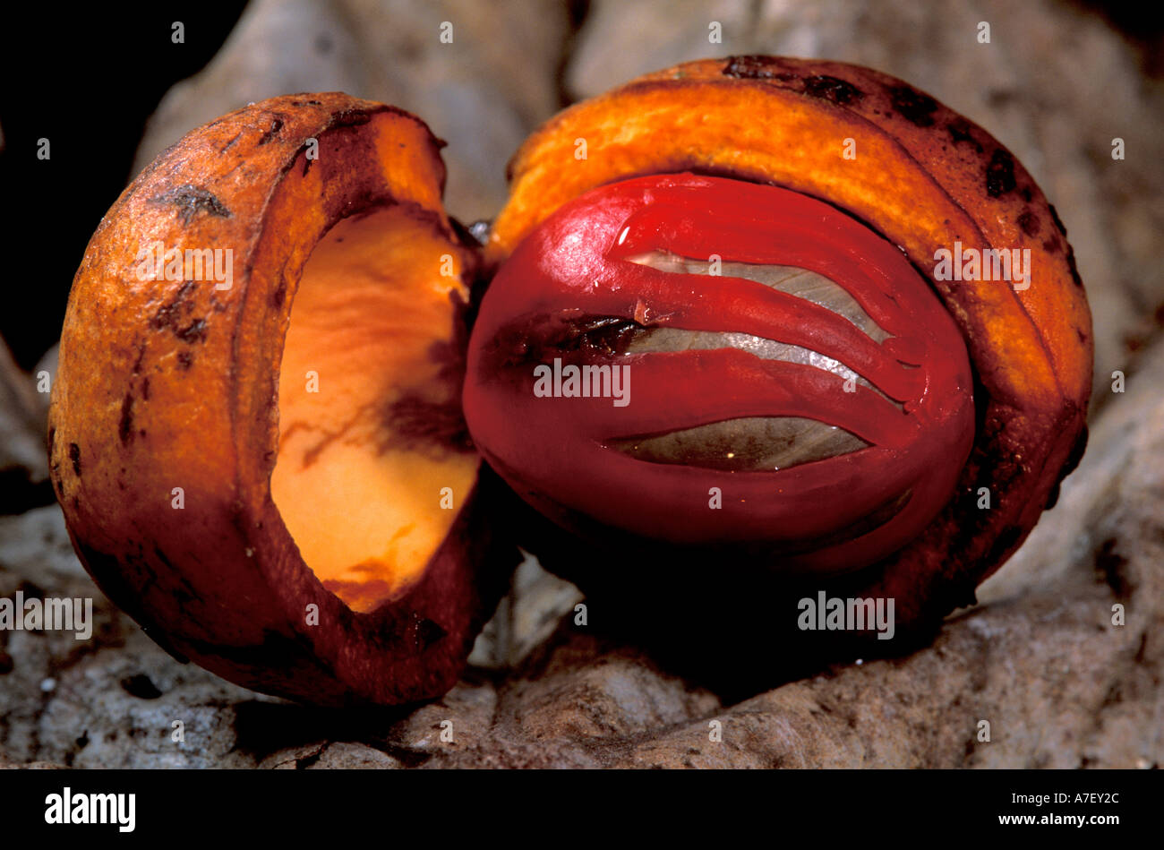 Central America, Panama, Barro Colorado Island. Fruit of wild nutmeg ...