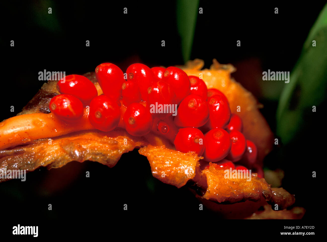 Central America, Panama, Barro Colorado Island. Red fruit of understort ...