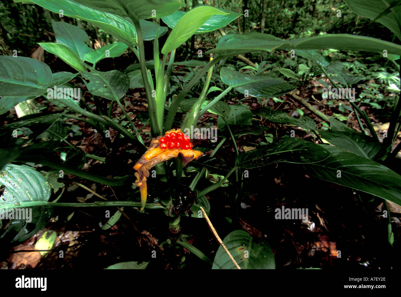 Central America, Panama, Barro Colorado Island. Red fruit of understort ...