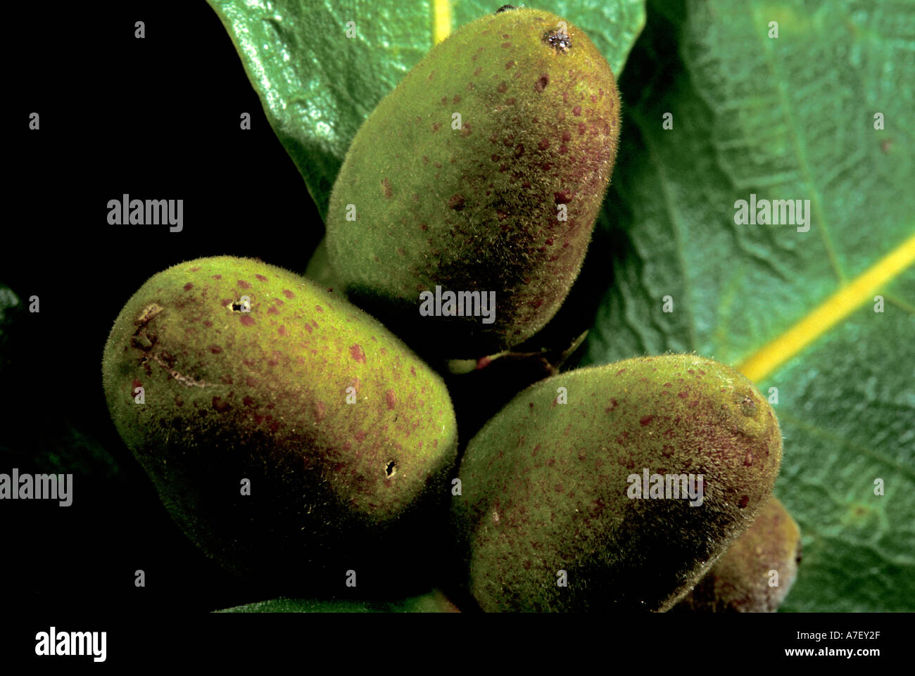 Central America, Panama, Barro Colorado Island. Fig fruit Stock Photo ...