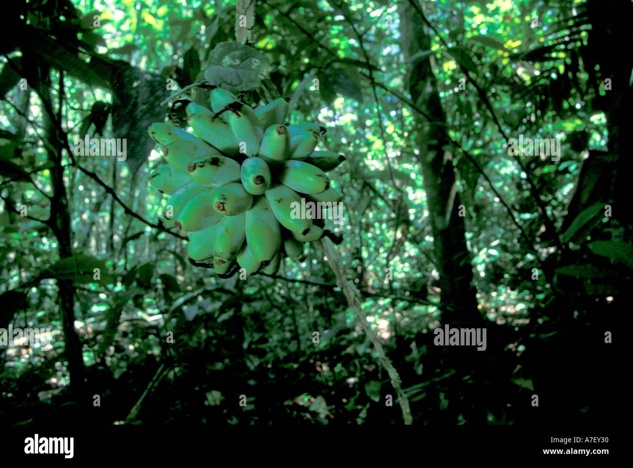 Central America, Panama, Barro Colorado Island. Fruit of liana Stock ...
