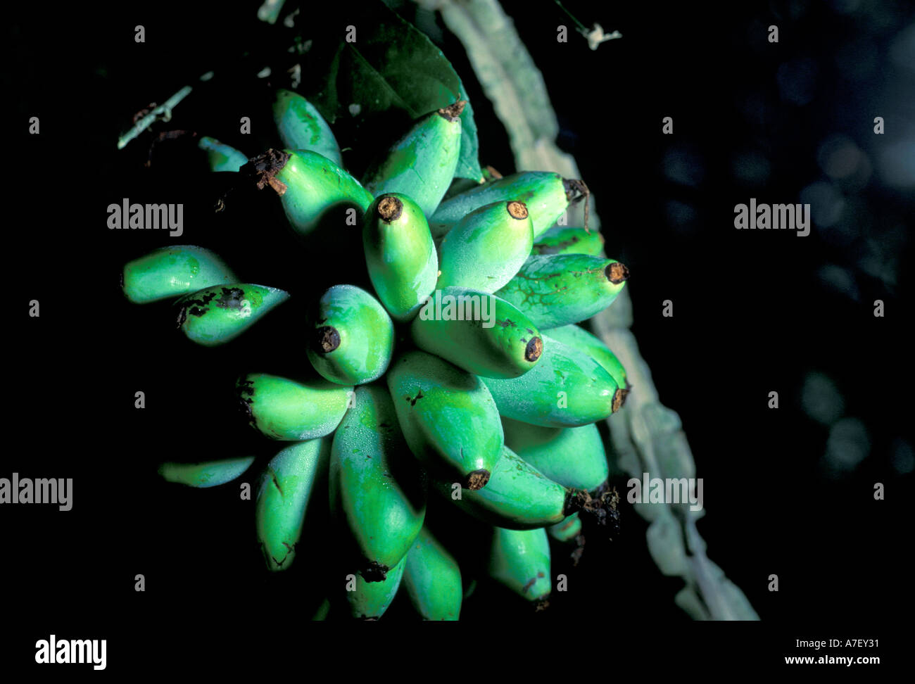 Barro colorado island not animal hi-res stock photography and images ...