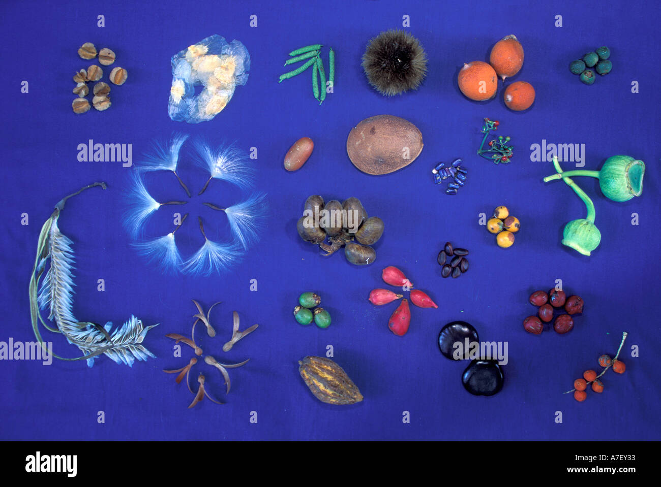 Central America, Panama, Barro Colorado Island. Collection of native ...