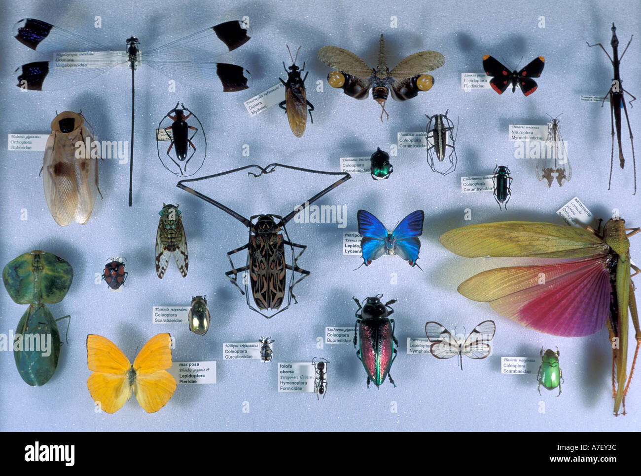 CA, Panama, Barro Colorado Island, collection of insects Stock Photo ...
