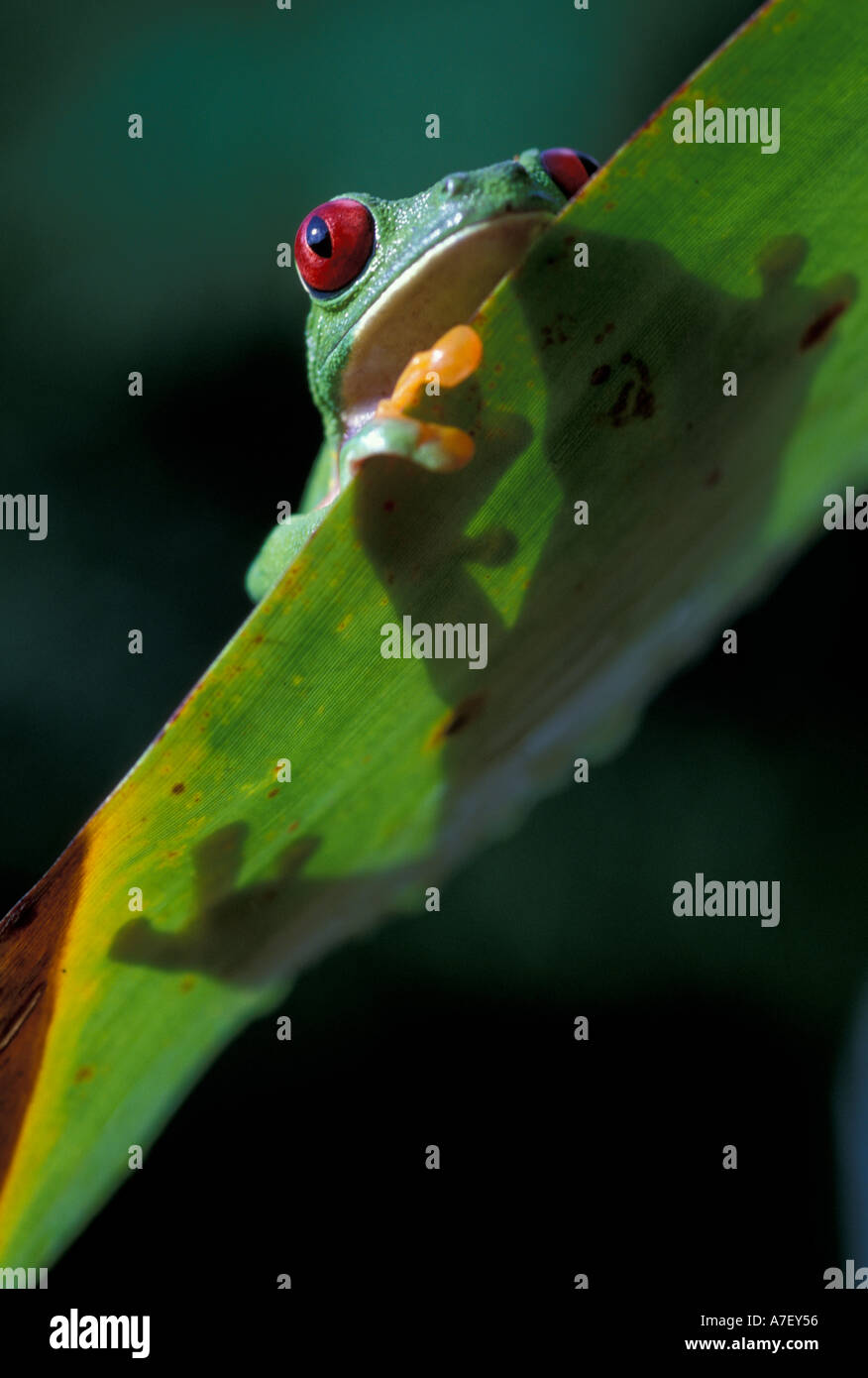 CA, Panama, Barro Colorado Island, red eyed tree frog (Agalychnis ...
