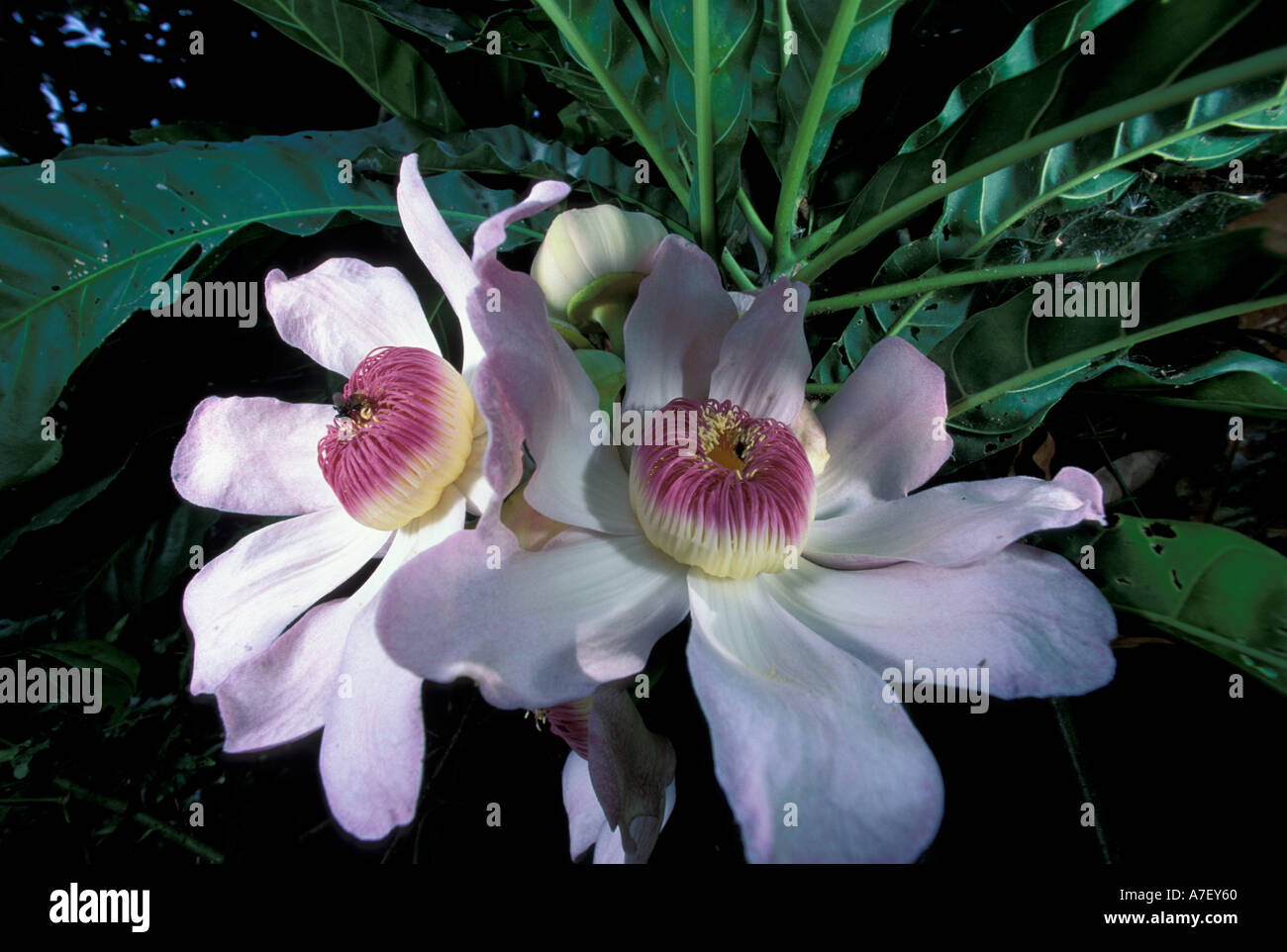 CA, Panama, Barro Colorado Island, white flowering tree (Gustavia sp ...
