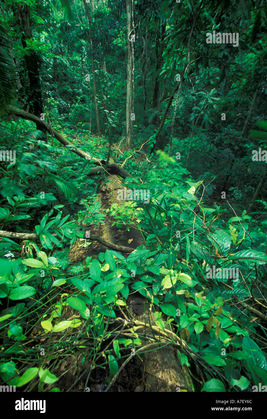Panama forest treefall hi-res stock photography and images - Alamy