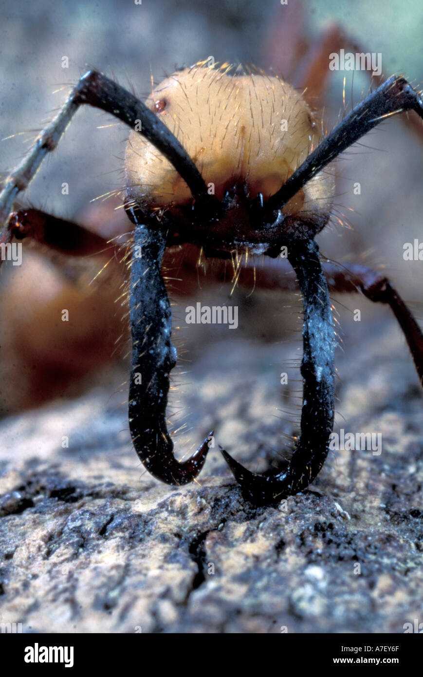 Army ant hi-res stock photography and images - Alamy