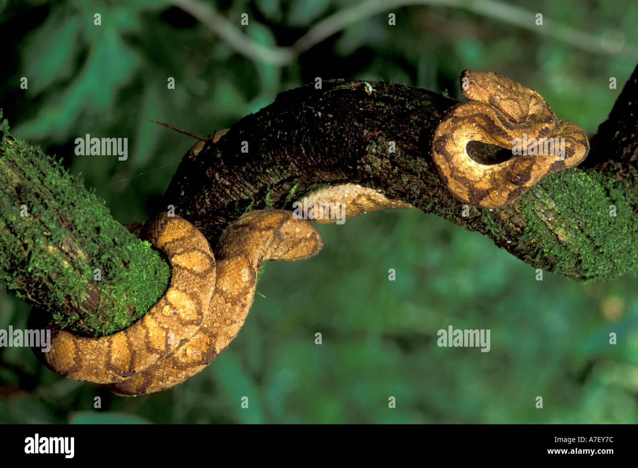Curled around hi-res stock photography and images - Alamy