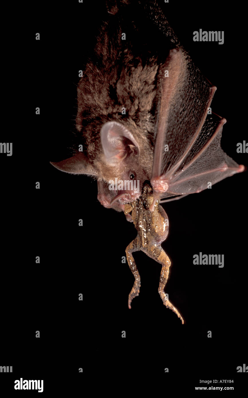 CA, Central Panama, Barro Colorado Island, frog-eating bat (Trachops ...