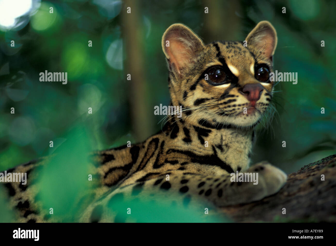CA, Central Panama, Soberania NP, Margay (Leopardus weidi) portrait ...