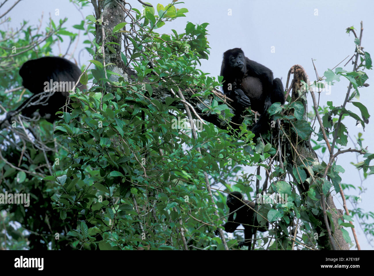 CA, Central Panama, Barro Colorado Island, black howler monkey family ...