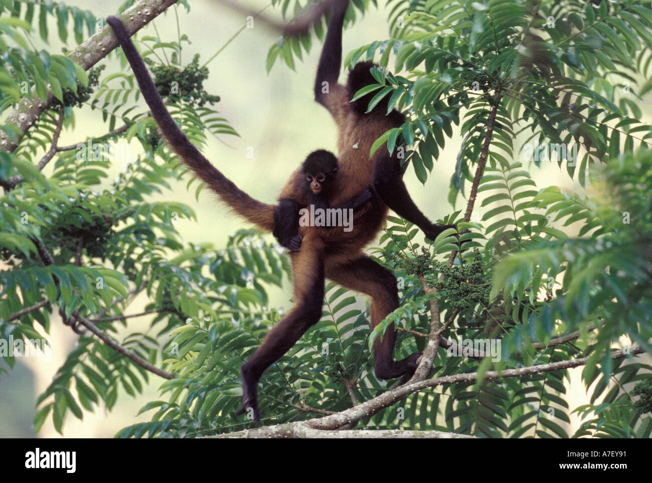 CA, Panama, Barro Colorado Island, red spider monkey mom with baby ...