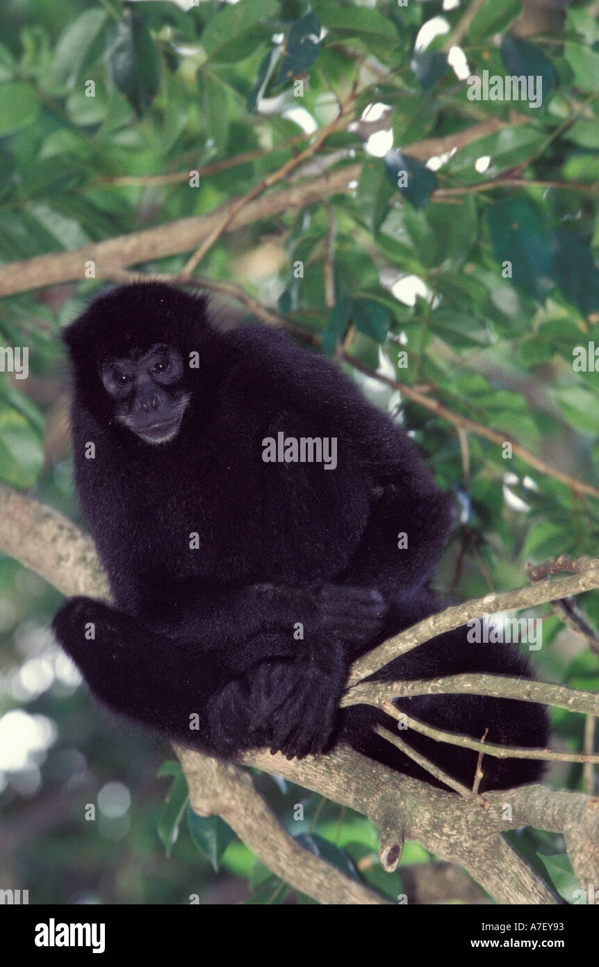 CA, Panama, island in Lake Gatun breeding program, black spider monkey ...