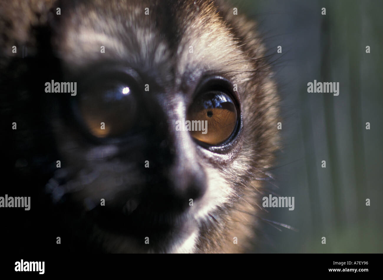 Aotus trivirgatus hi-res stock photography and images - Alamy