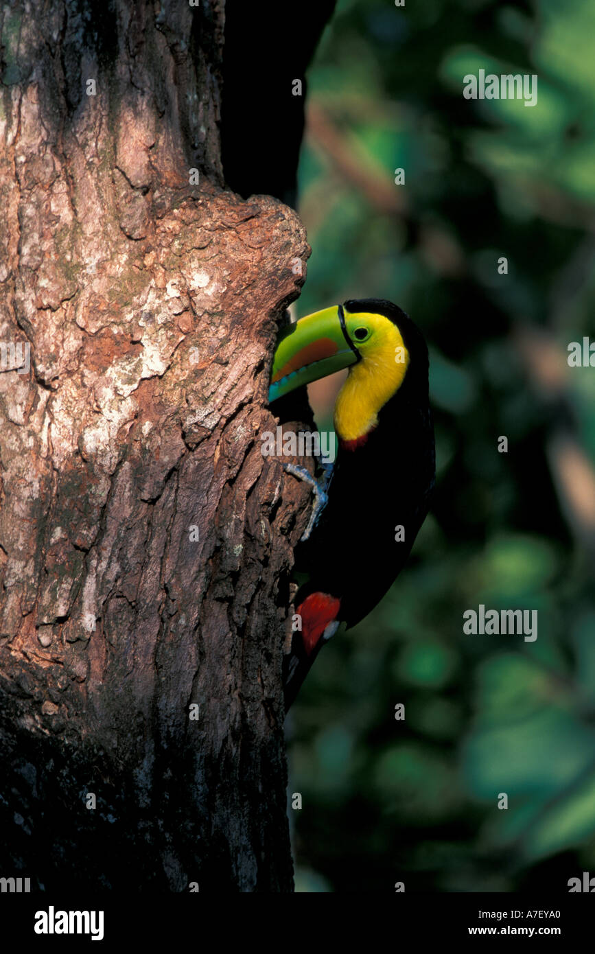 CA, Panama, Soberania NP, Keel-billed Tucan in tree (Ramphastos ...
