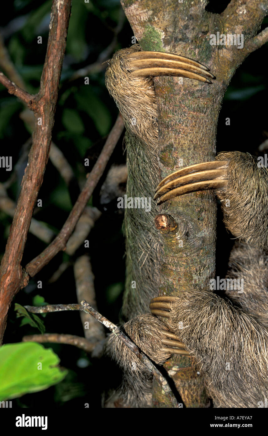 CA, Panama, Barro Colorado Island, three-toed sloth portrait (Bradypus ...