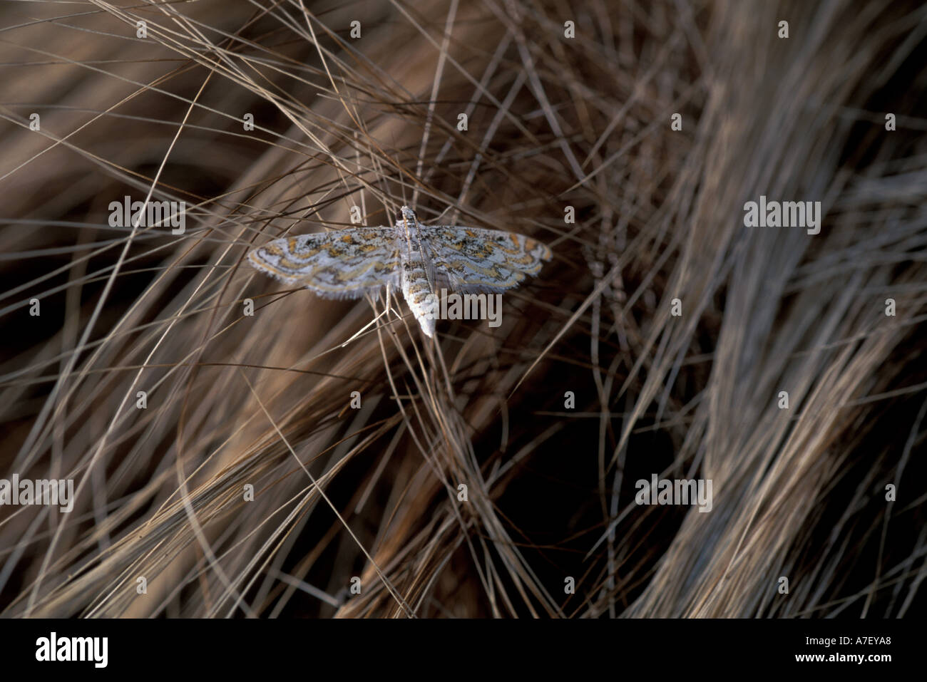 CA, Panama, Barro Colorado Island, three-toed sloth, moth that lives in ...