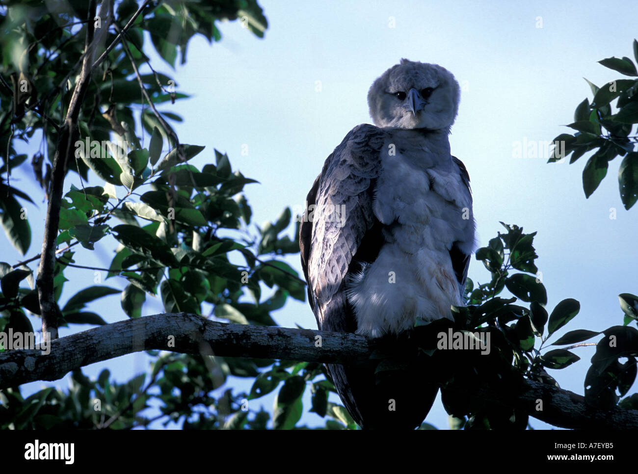 CA, Panama, Barro Colorado Island, Harpy eagle on tree perching (Harpia ...