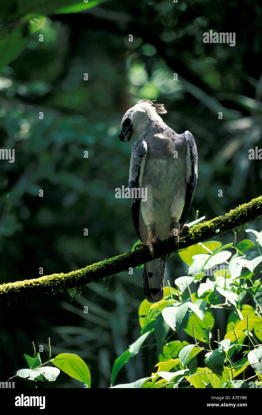 CA, Panama, Barro Colorado Island, Harpy eagle on liana (Harpia harpyja ...
