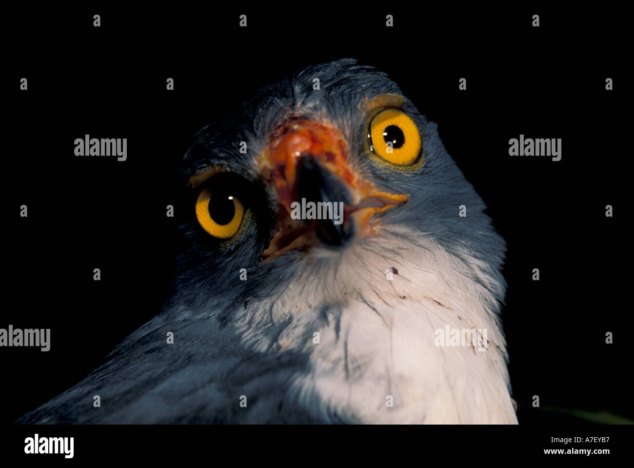 Semiplumeous hawk hi-res stock photography and images - Alamy
