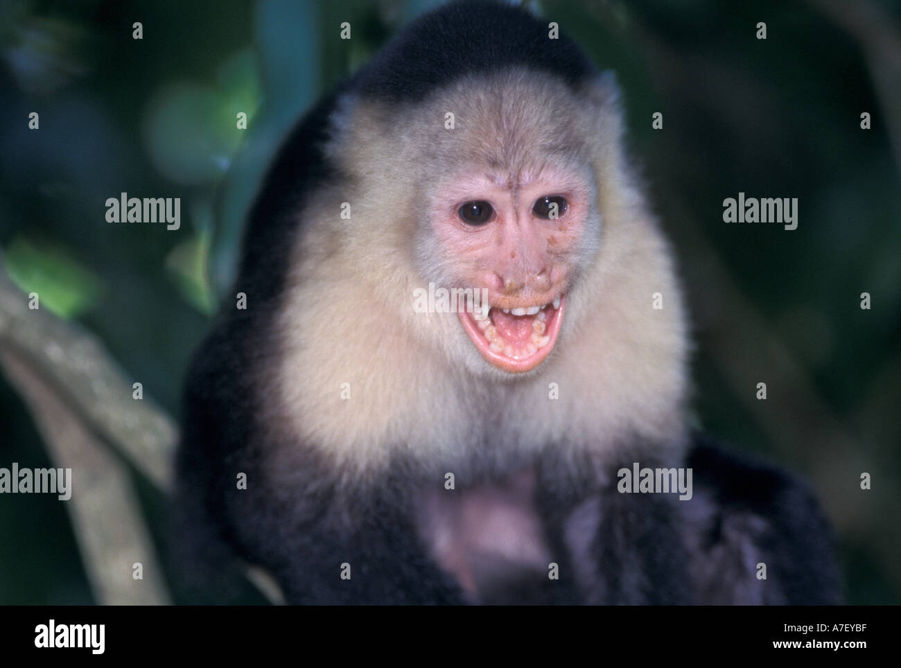 CA, Panama, Barro Colorado Island, white face monkey portrait (Cebus ...