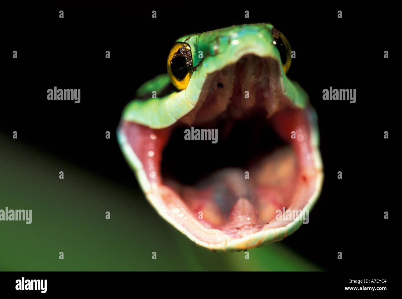 CA, Panama, Barro Colorado Island, Green parrot snake portrait ...