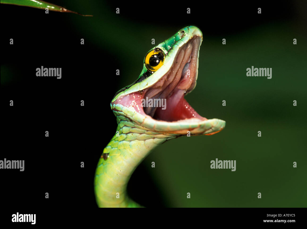 CA, Panama, Barro Colorado Island, Green parrot snake portrait ...