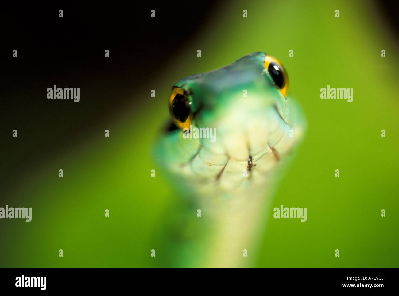 Parrot snake leptophis ahaetulla hi-res stock photography and images ...