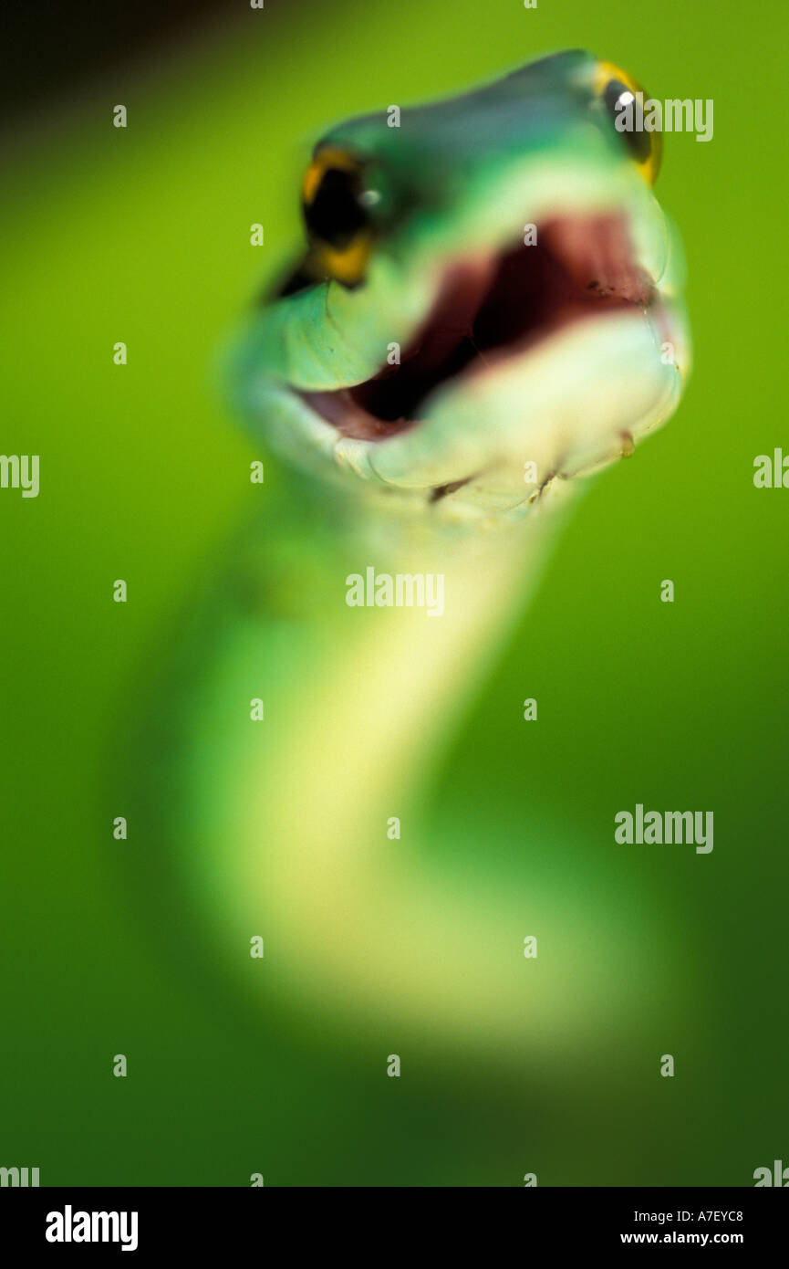CA, Panama, Barro Colorado Island, Green parrot snake portrait ...