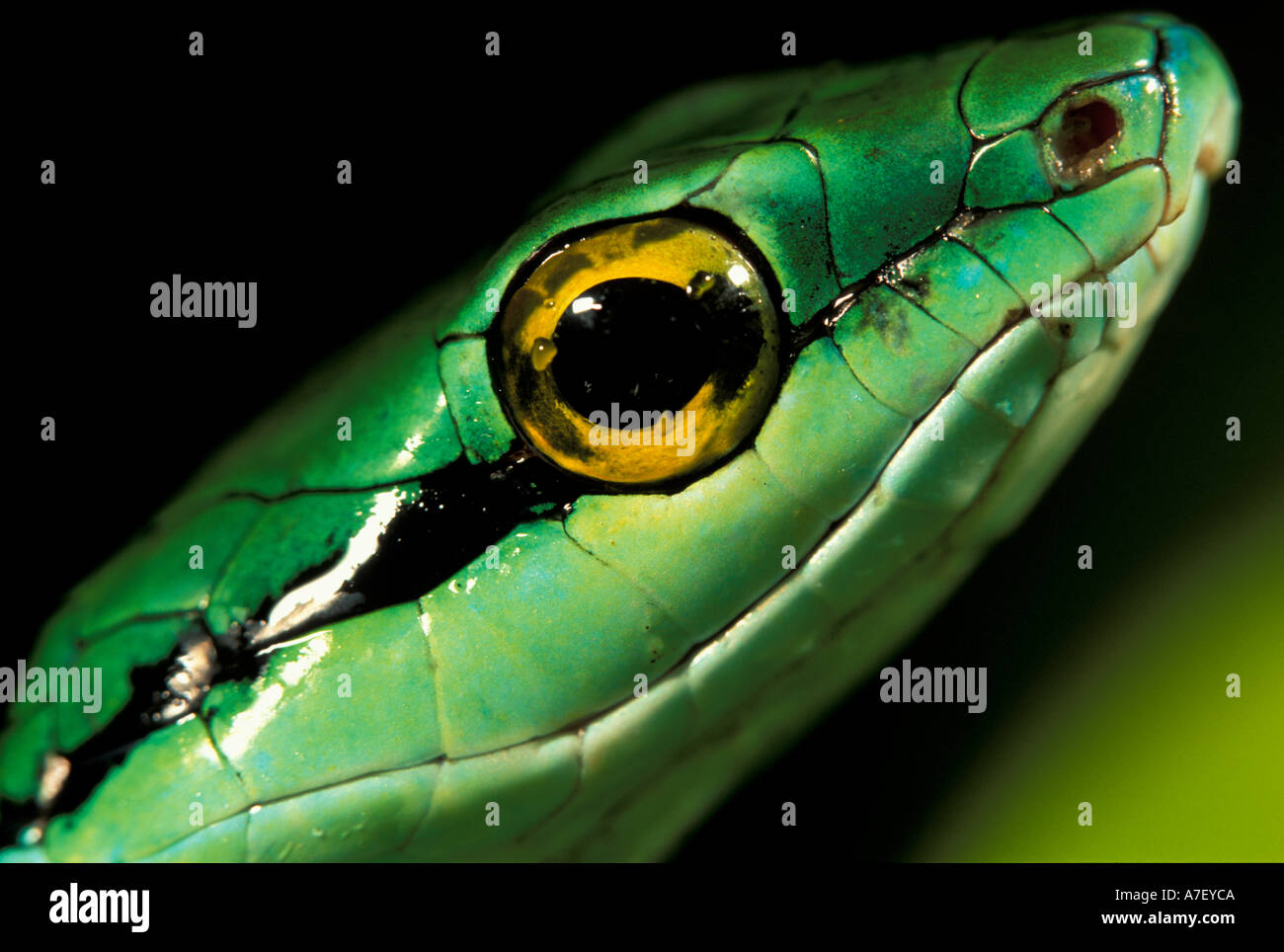 CA, Panama, Barro Colorado Island, Green parrot snake portrait ...