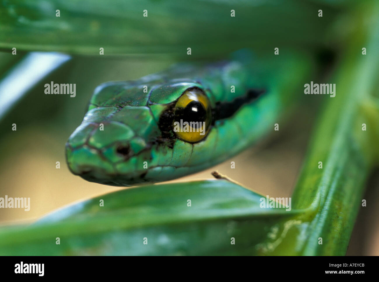 CA, Panama, Barro Colorado Island, Green Parrot Snake portrait ...