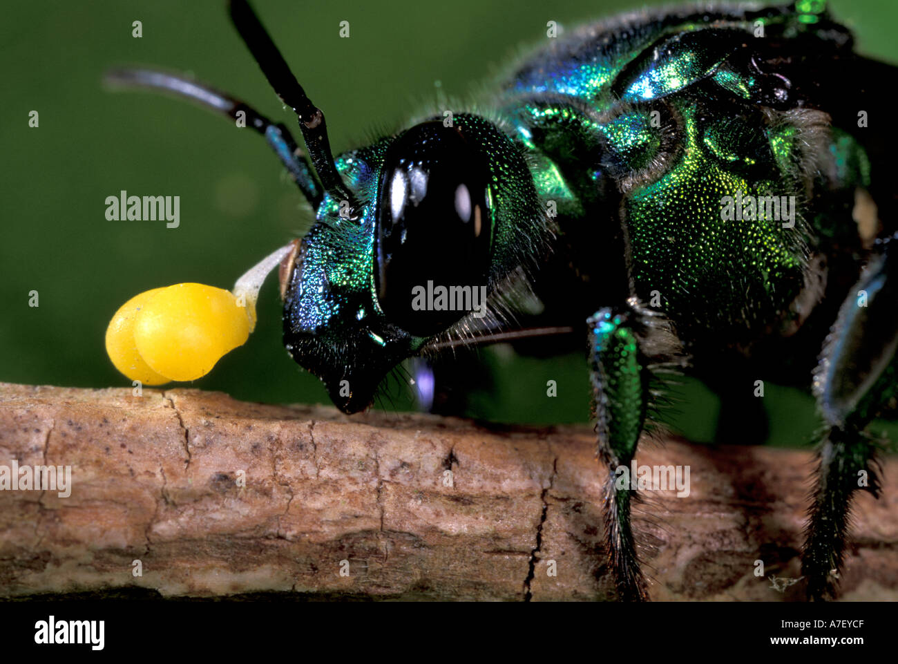 Euglossine bee hi-res stock photography and images - Alamy