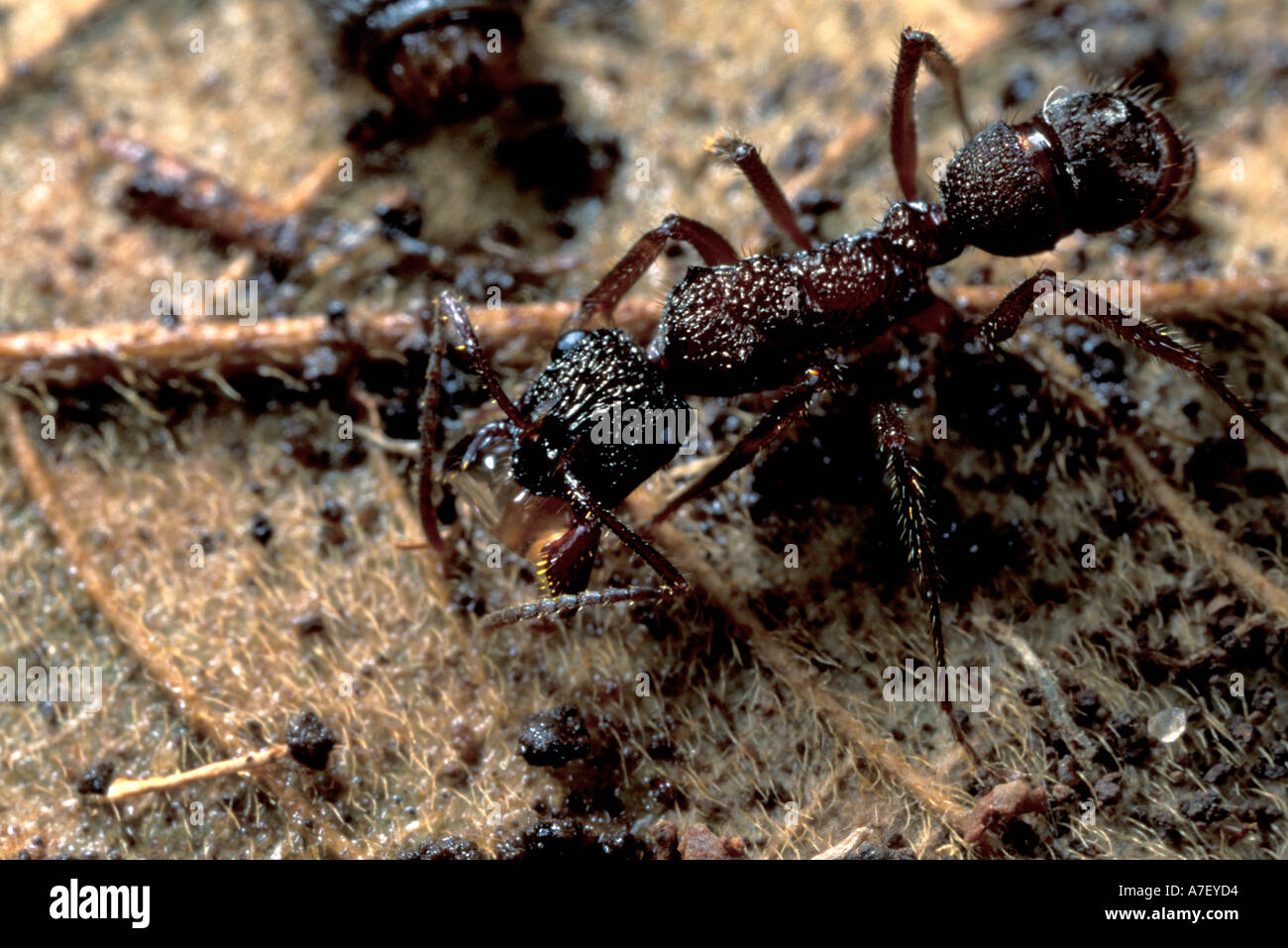 CA, Panama, Barro Colorado Island, Ectatomma ant drinking water ...