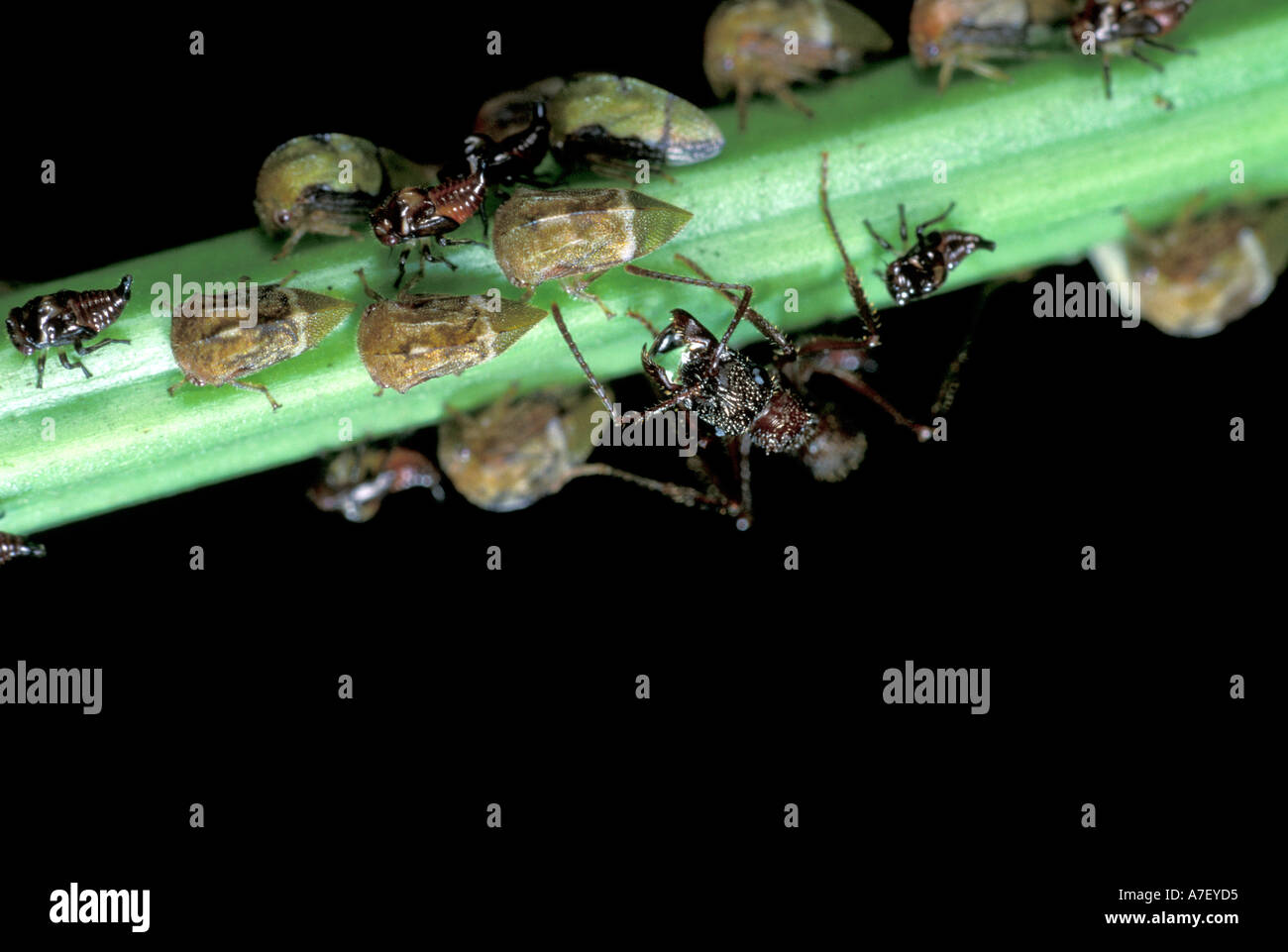 CA, Panama, Barro Colorado Island, Ectatomma ant tending membracines ...