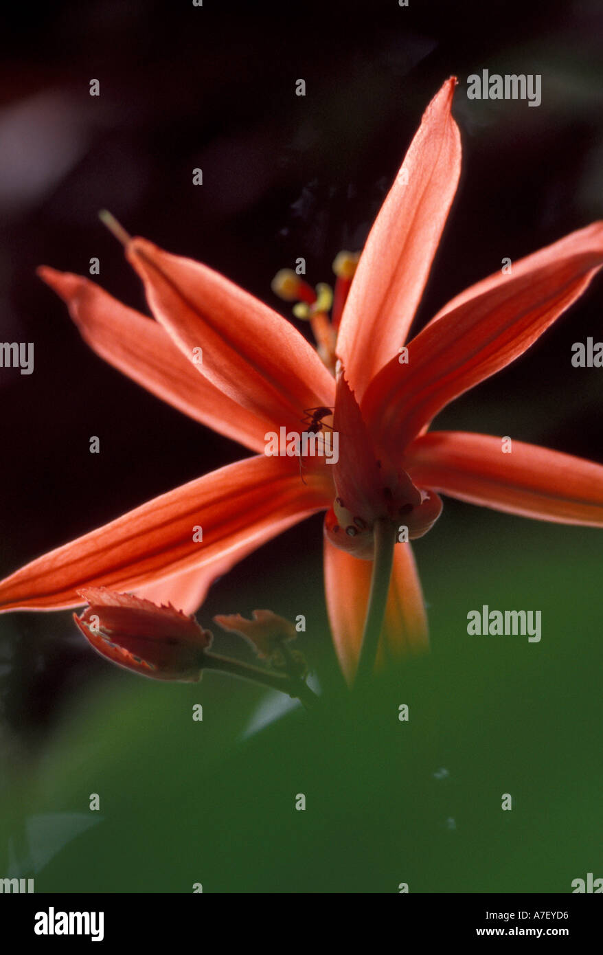 Extrafloral nectaries hi-res stock photography and images - Alamy