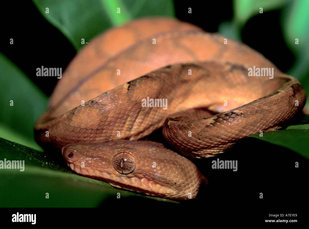 CA, Panama, Barro Colorado Island, baby tree boa curling up in epiphyte ...