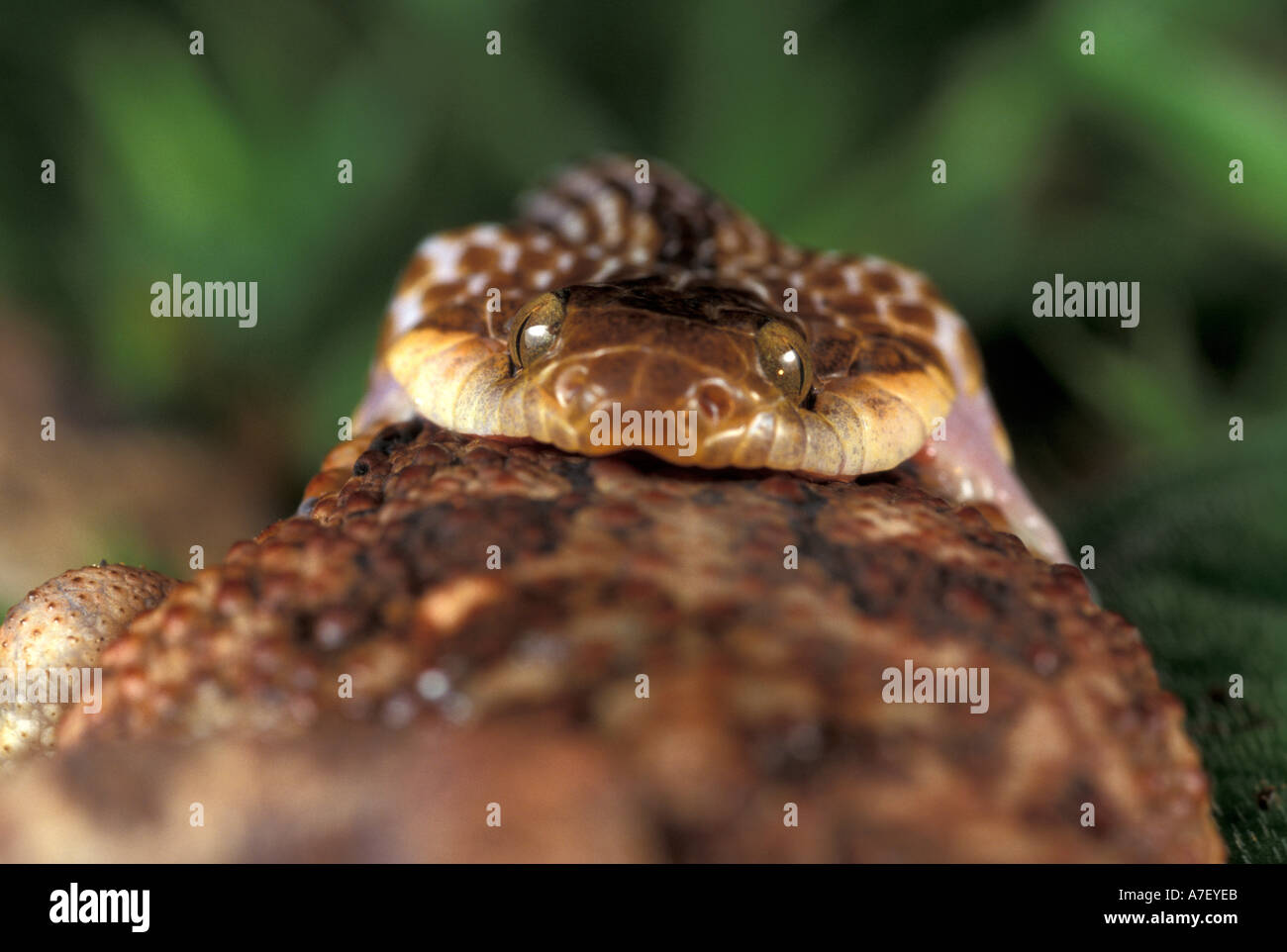 CA, Panama, Barro Colorado Island, cat-eyed snake eats cane toad ...