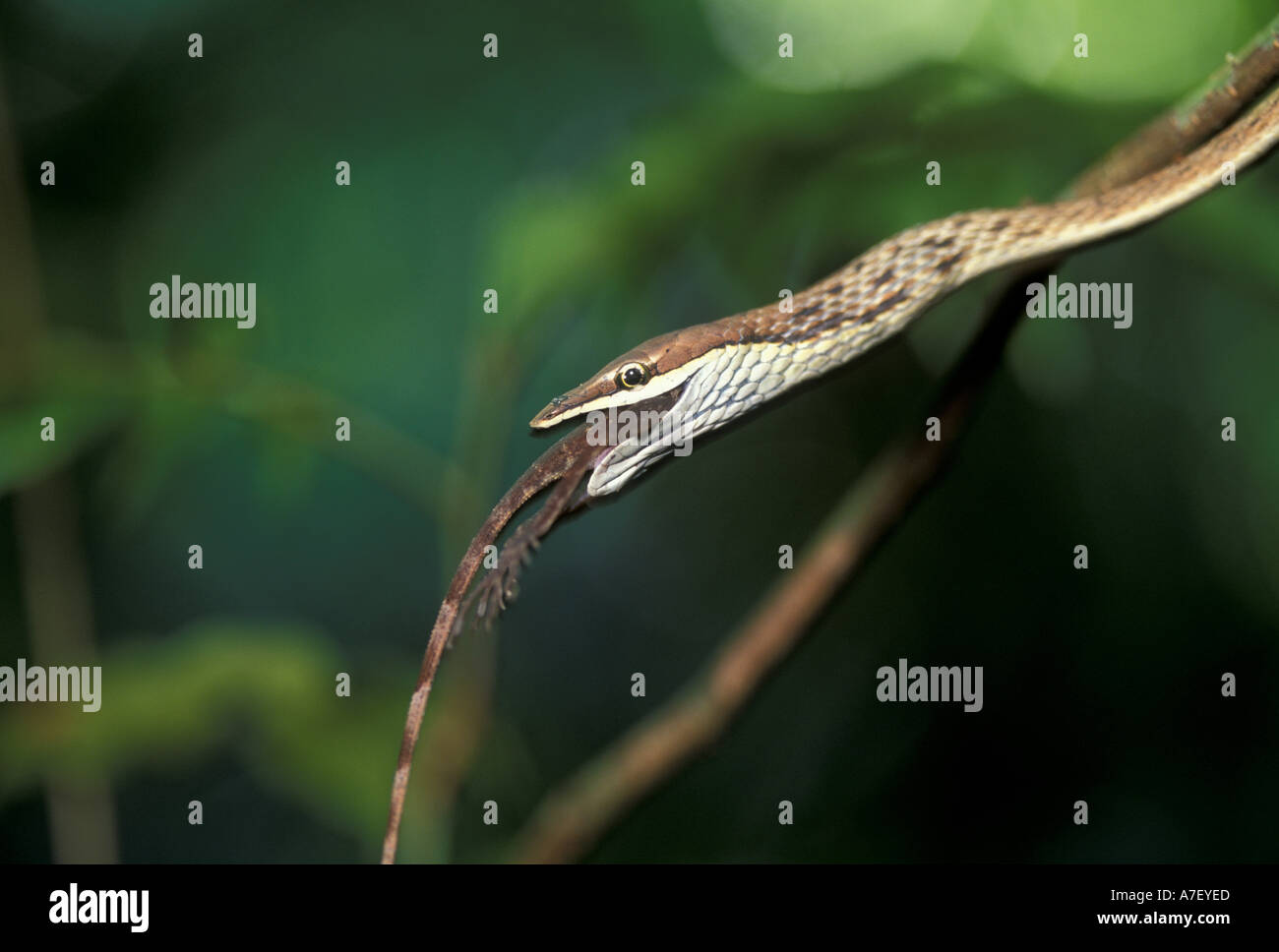 Oxybelis sp hi-res stock photography and images - Alamy