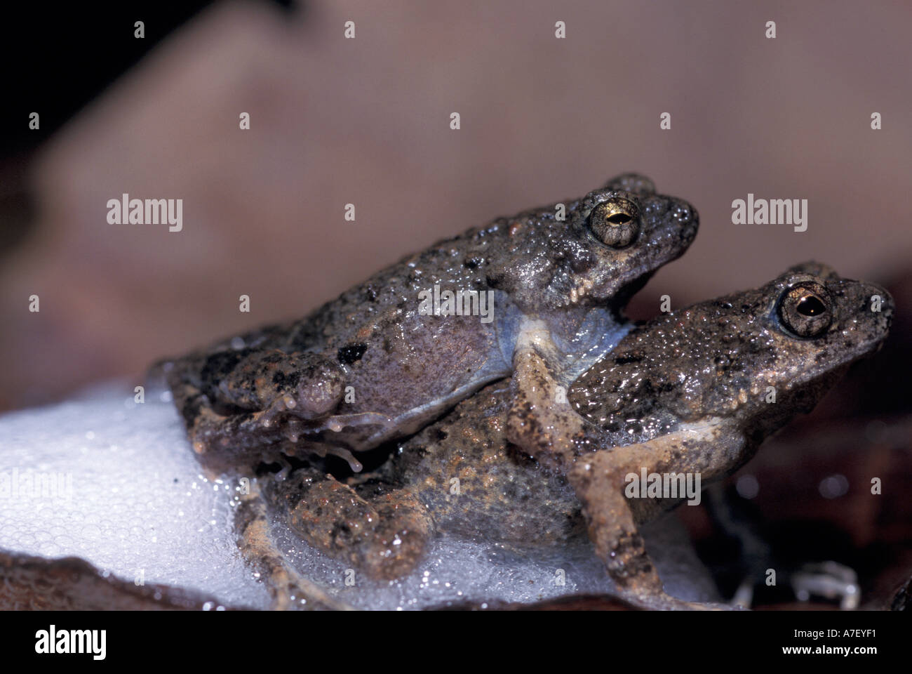 CA, Panama, Barro Colorado Island, Tungara frogs mating (Pyhsalemus ...