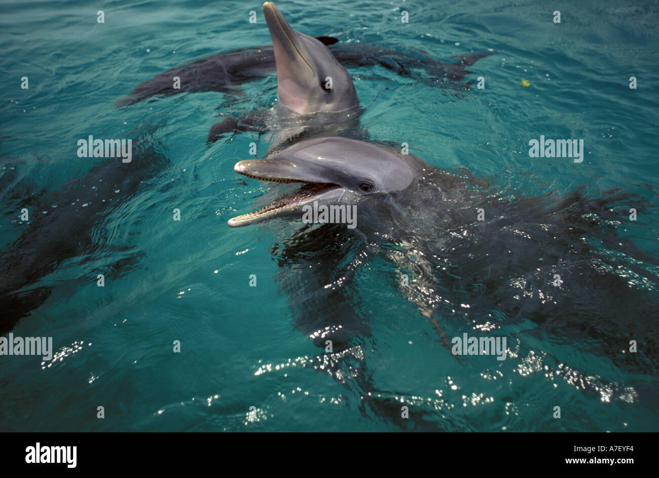 Panama dolphin hi-res stock photography and images - Alamy