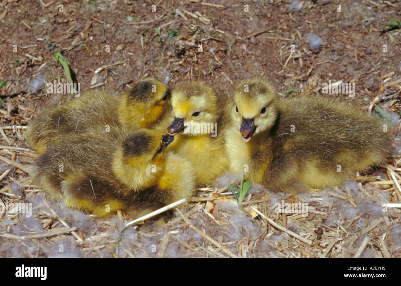 Newly hatched Canada Goose goslings (Branta canadensis Stock Photo - Alamy