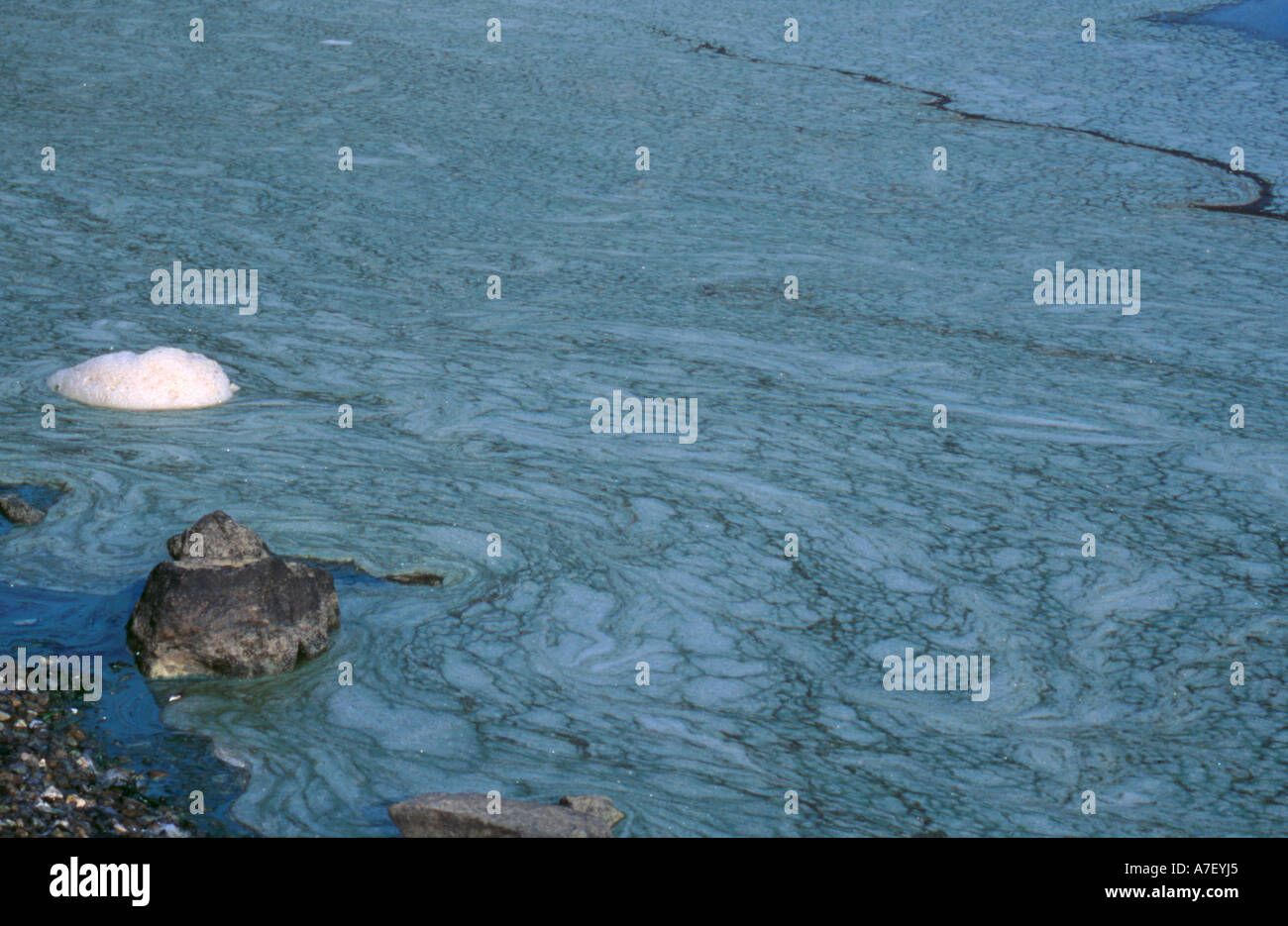 Algal bloom on a lake, Llyn Alaw, Anglesey, North Wales, UK Stock Photo ...