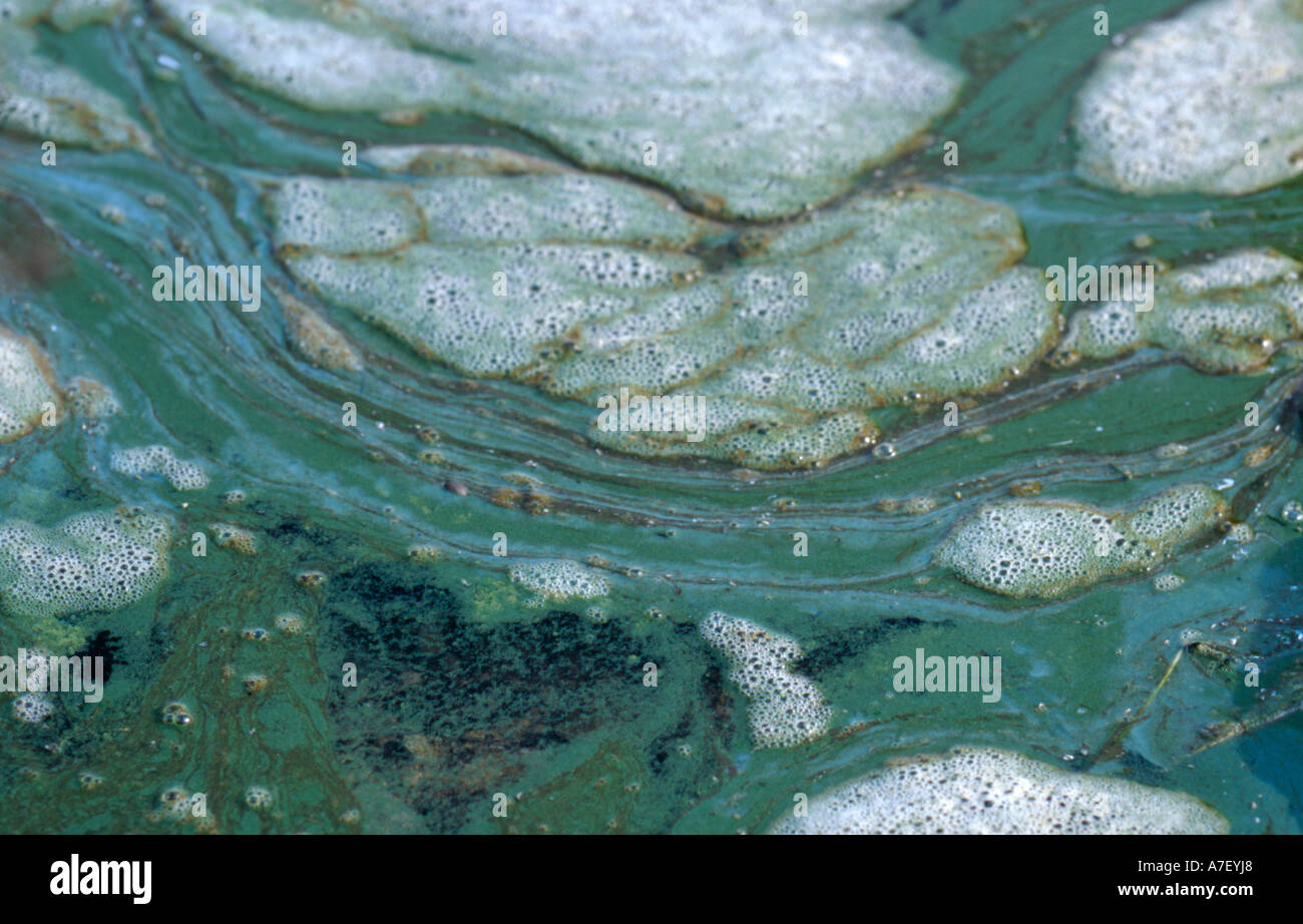 Algal bloom on a lake; Llyn Alaw, Anglesey, North Wales, UK Stock Photo ...