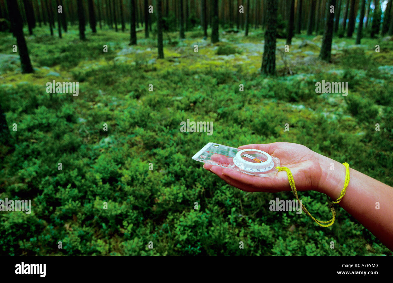 Reading compass in the forest Stock Photo - Alamy