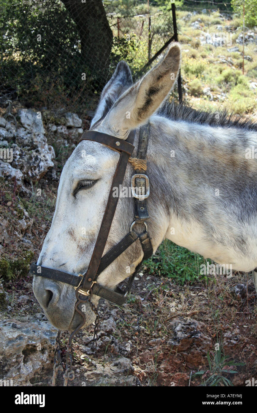 Donkey, Crete, Greece Stock Photo - Alamy