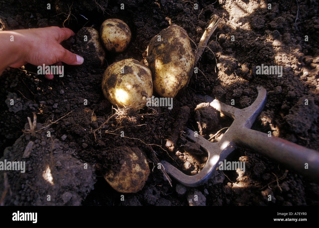 Digging up potatoes gently with a fork to avoid damaging them Stock ...